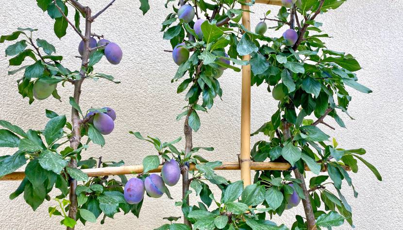 Z wie Zwetschke - Relax Resort Kothmühle